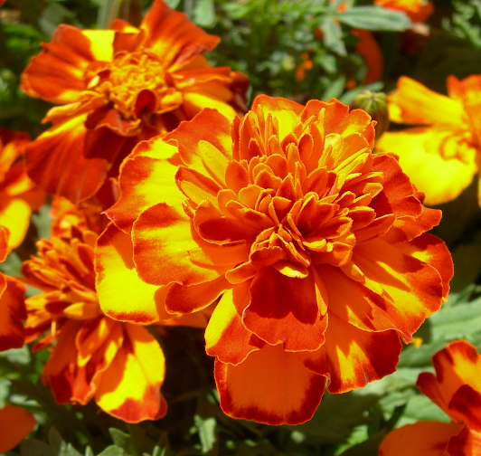 Marigolds for bright color as the weather changes - Yard Doc Carol