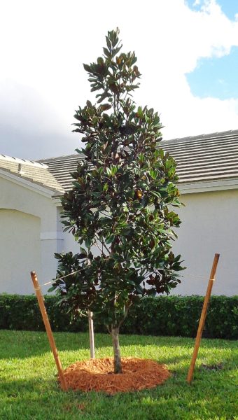 Magnolia Tree Root Problems